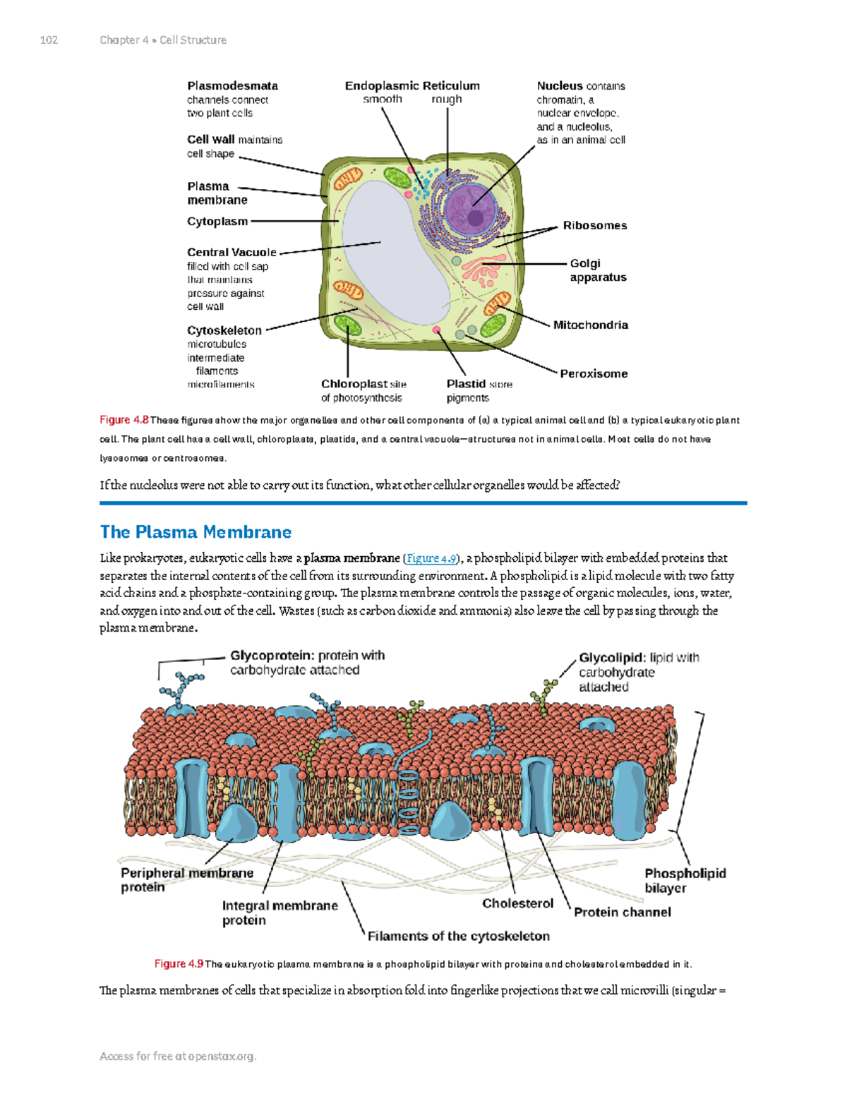 Chapter 4 Cell Structure Part 3 - Figure 4 These figures show the major ...