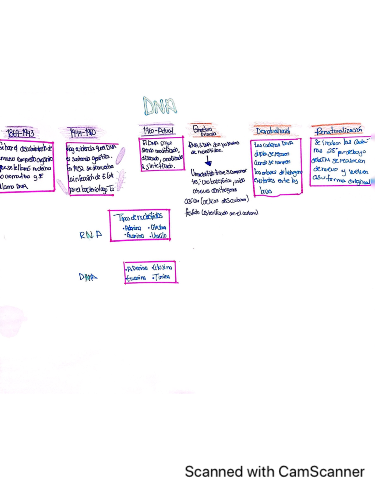 Mapa Conceptual estructura función ADN M - Biología Molecular - Studocu