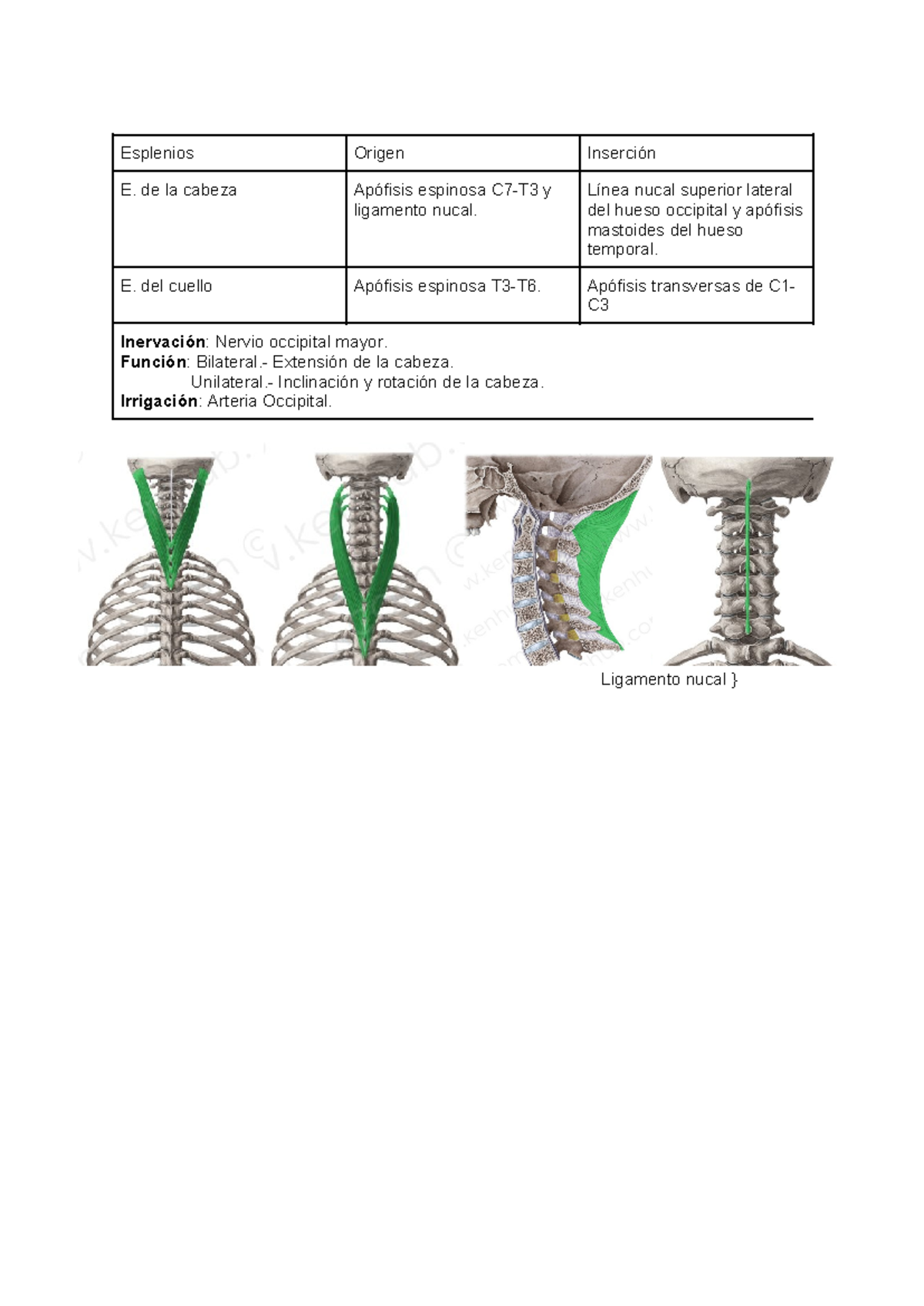 M - lolapaloza - Esplenios Origen Inserción E. de la cabeza Apófisis ...