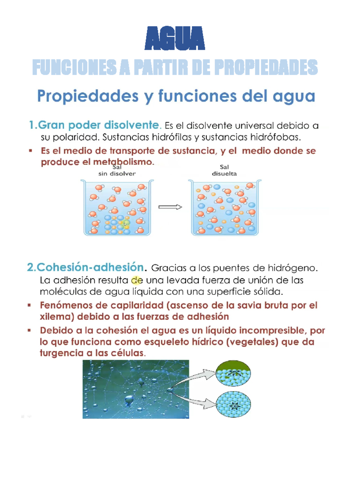 Funciones en relación con propiedades - Biología - AGUA FUNCIONES A ...