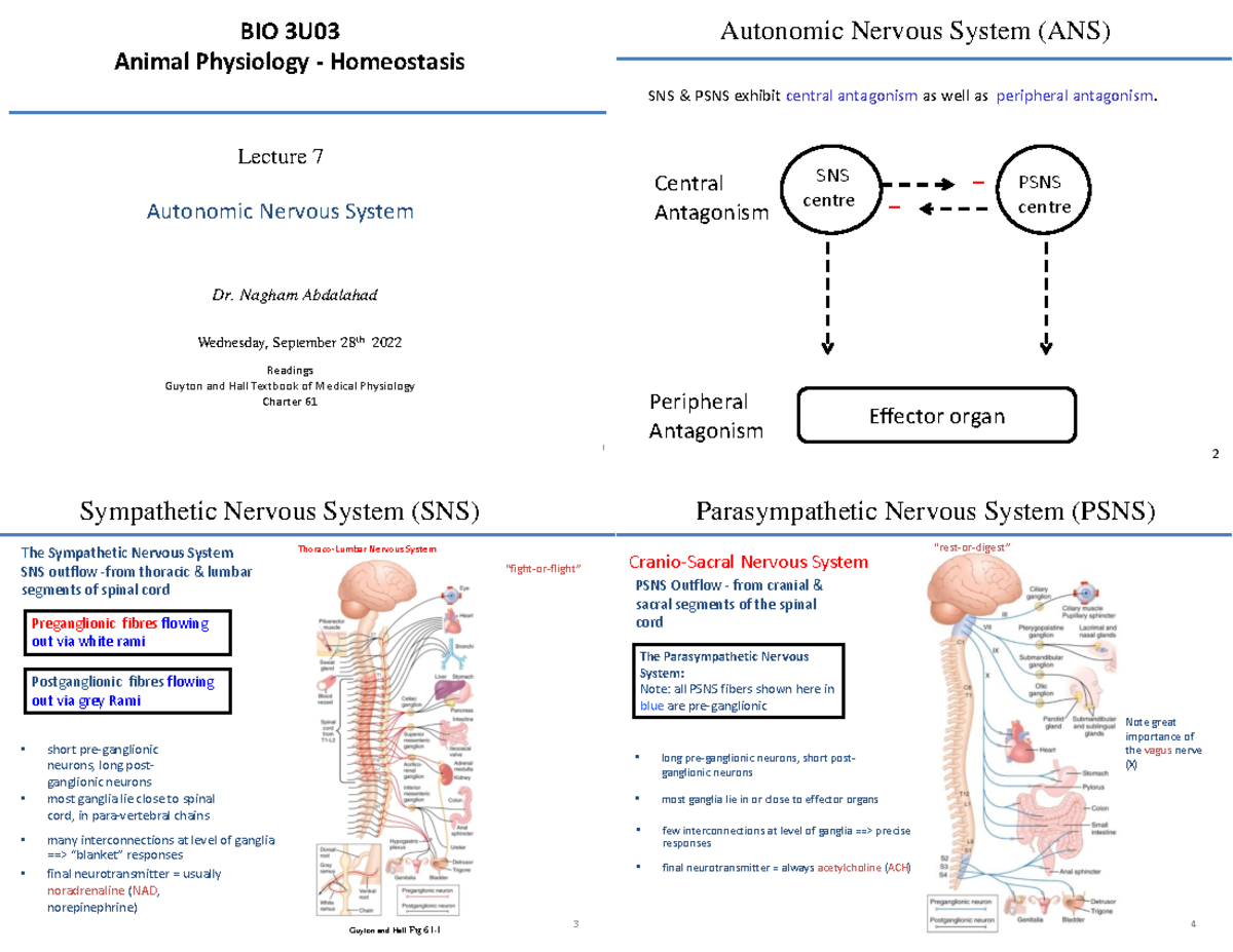 3U03 Autonomic Nervous System - Lecture 7 Autonomic Nervous System BIO ...