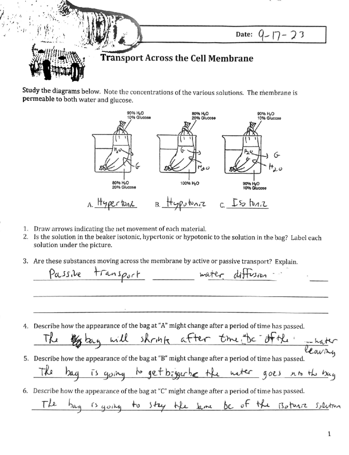 Transport Across the Cell Membrane - BOTANY 1 - Studocu