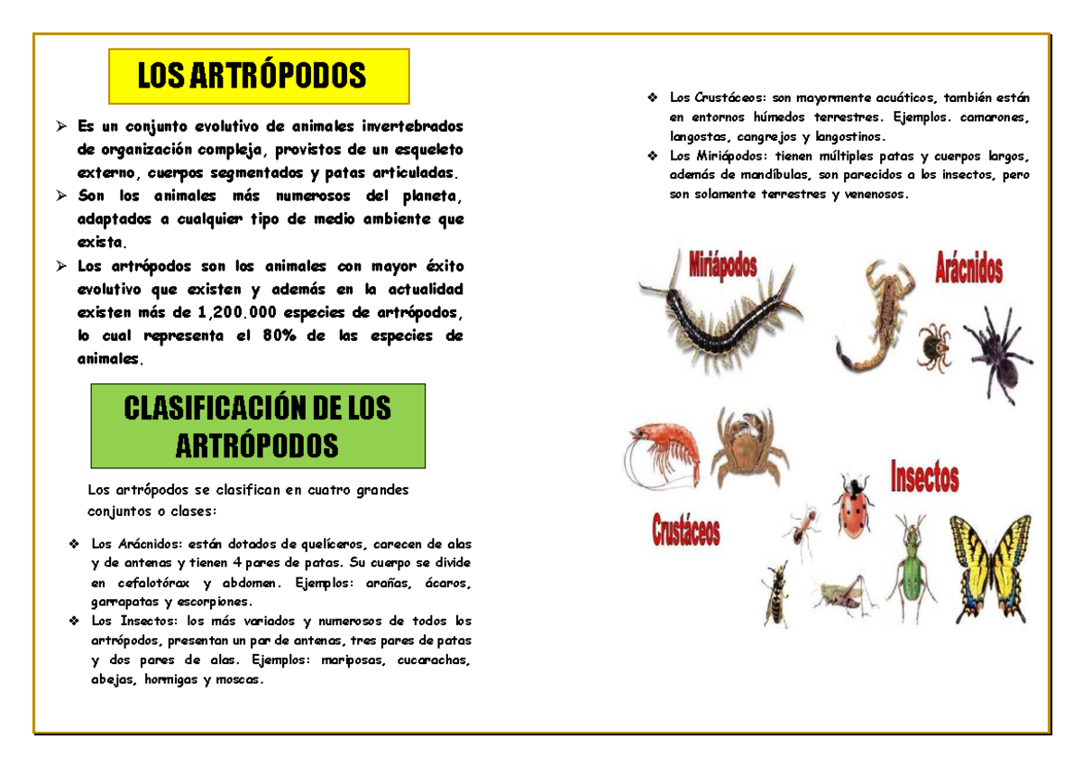 Los artropodoss - los animales tienen muchos grupos y se clasifican de ...