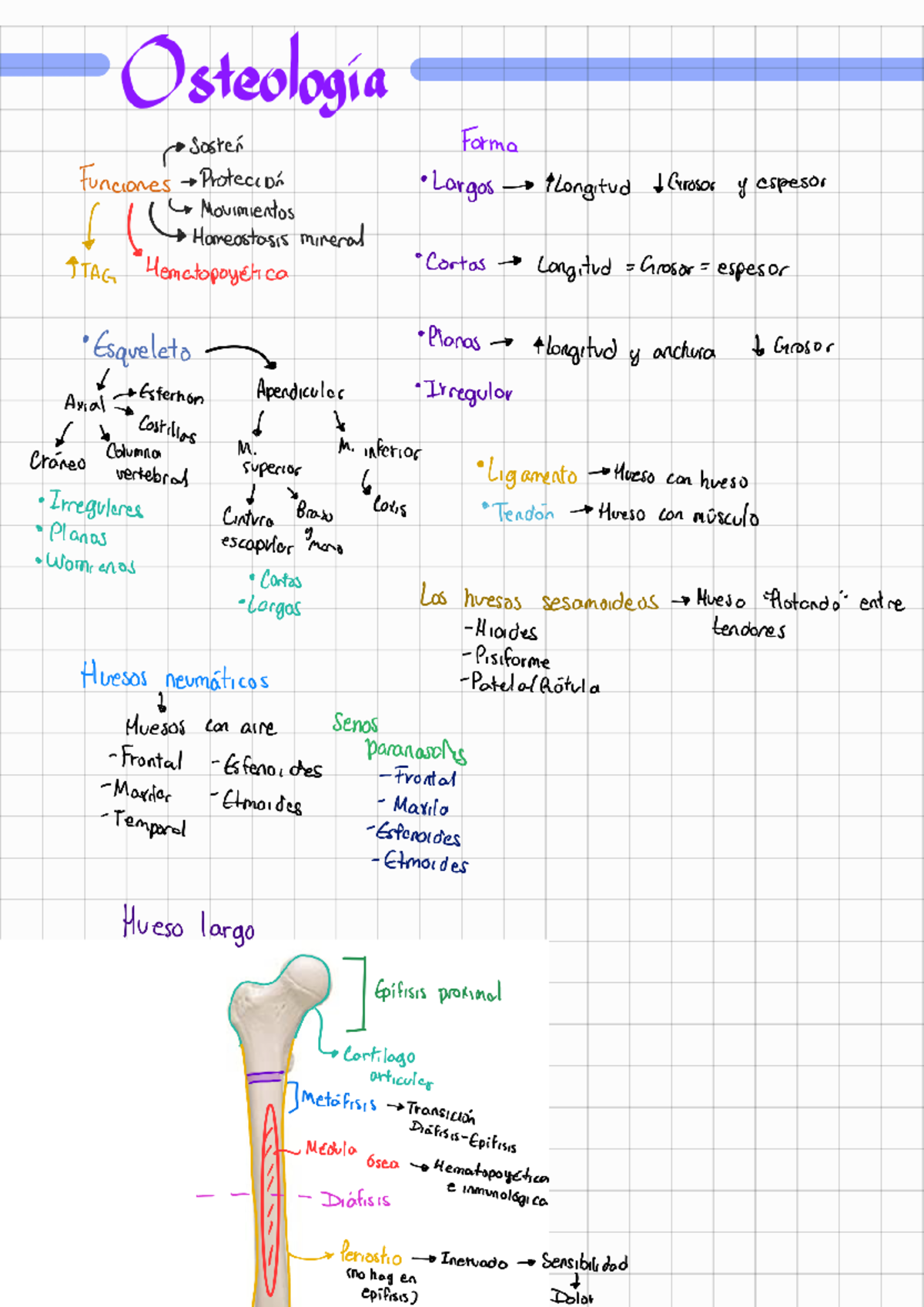 4 Osteologia 230508 - Anatomía y fisiología - Studocu