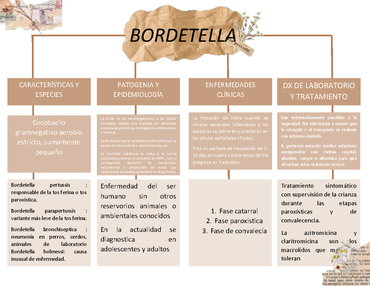 Bordetella - Mapa conceptual de Bordella - BORDETELLA CARACTERÕSTICAS Y ...