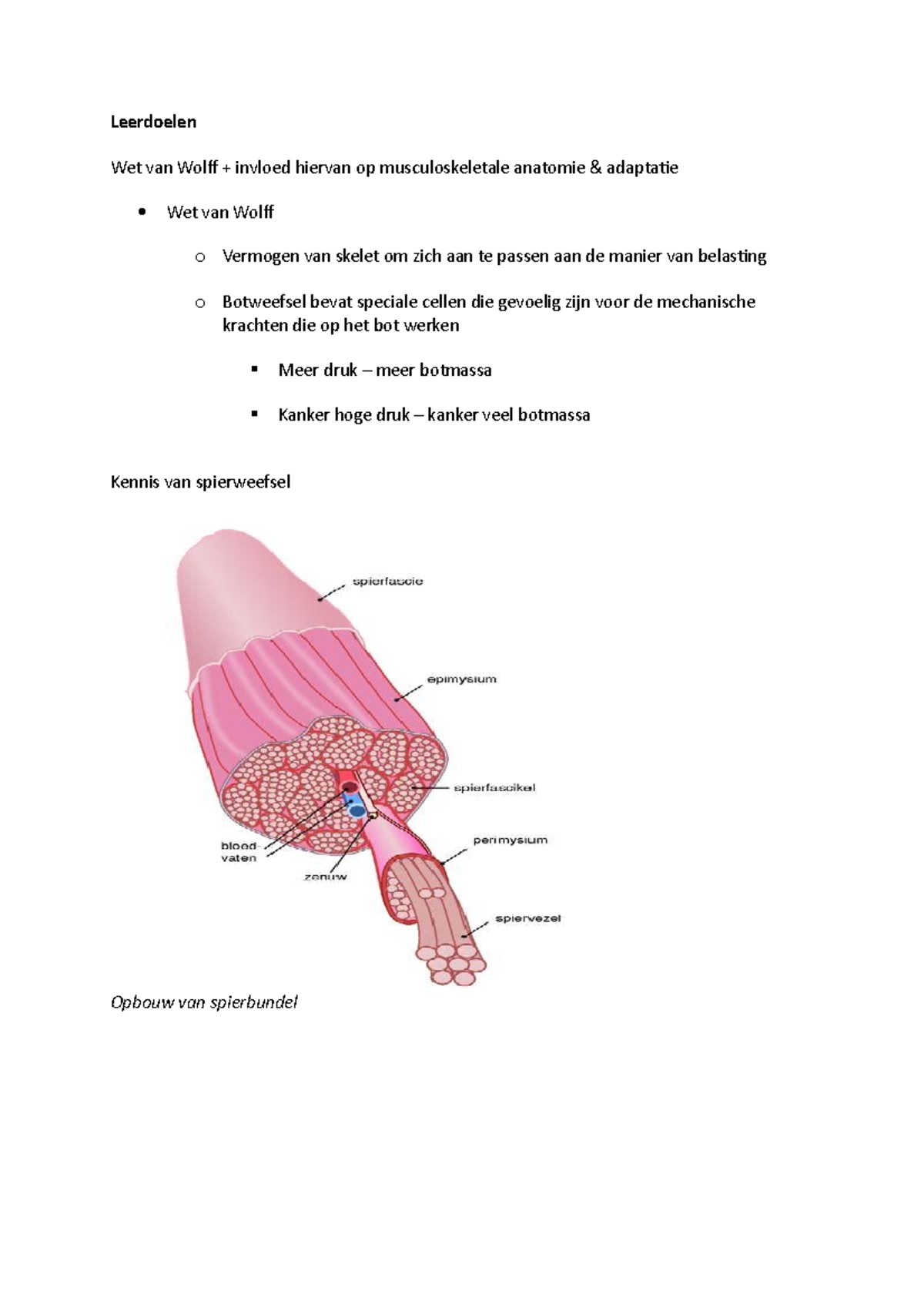 Anatomie - spieren - Leerdoelen Wet van Wolff + invloed hiervan op ...