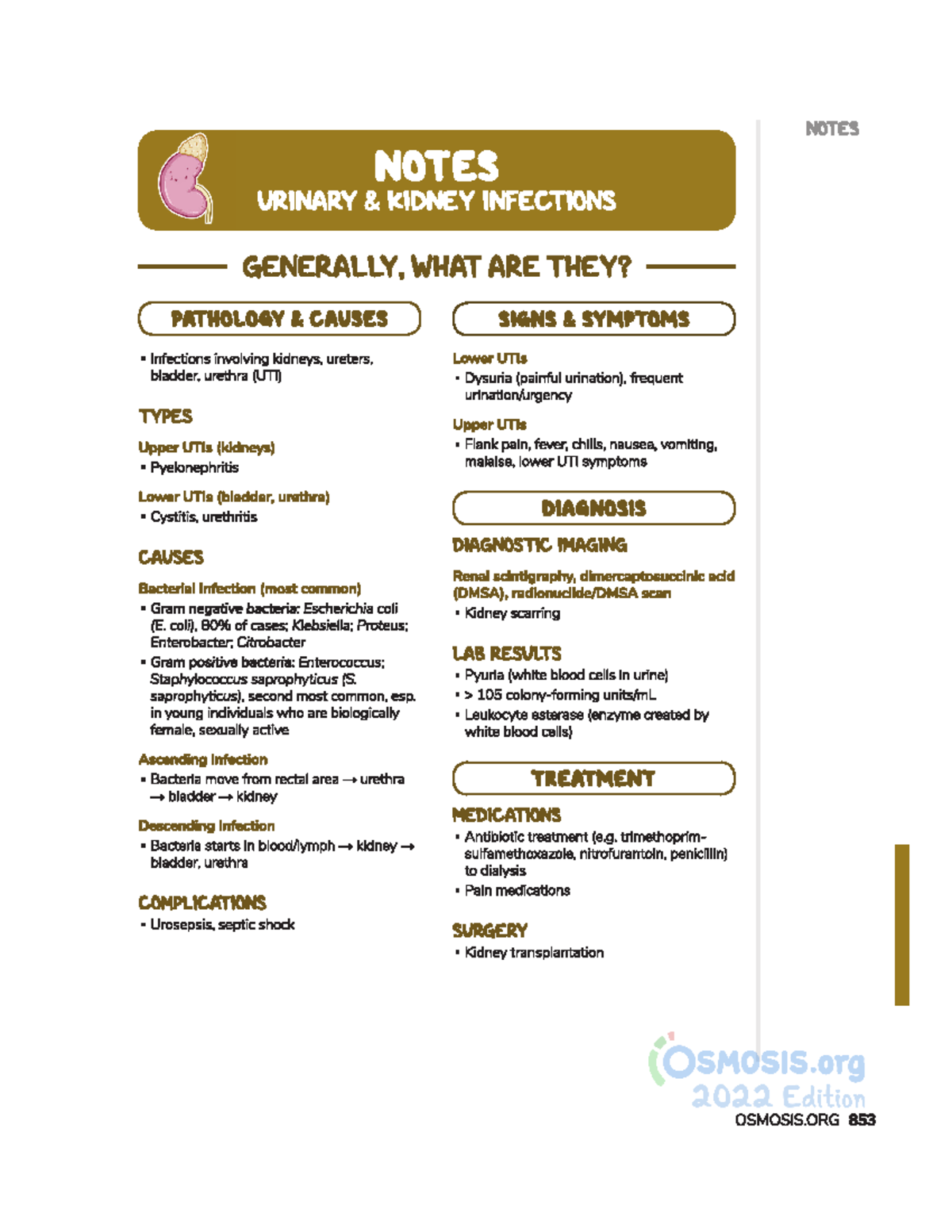 Urinary and kidney infections - Studocu