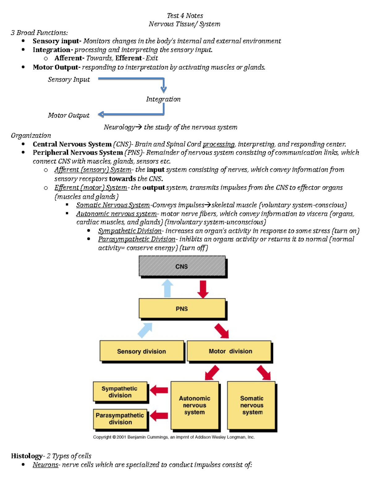 A&P Test 4 - Nervous Tissue/ System Lecture - Test 4 Notes Nervous ...