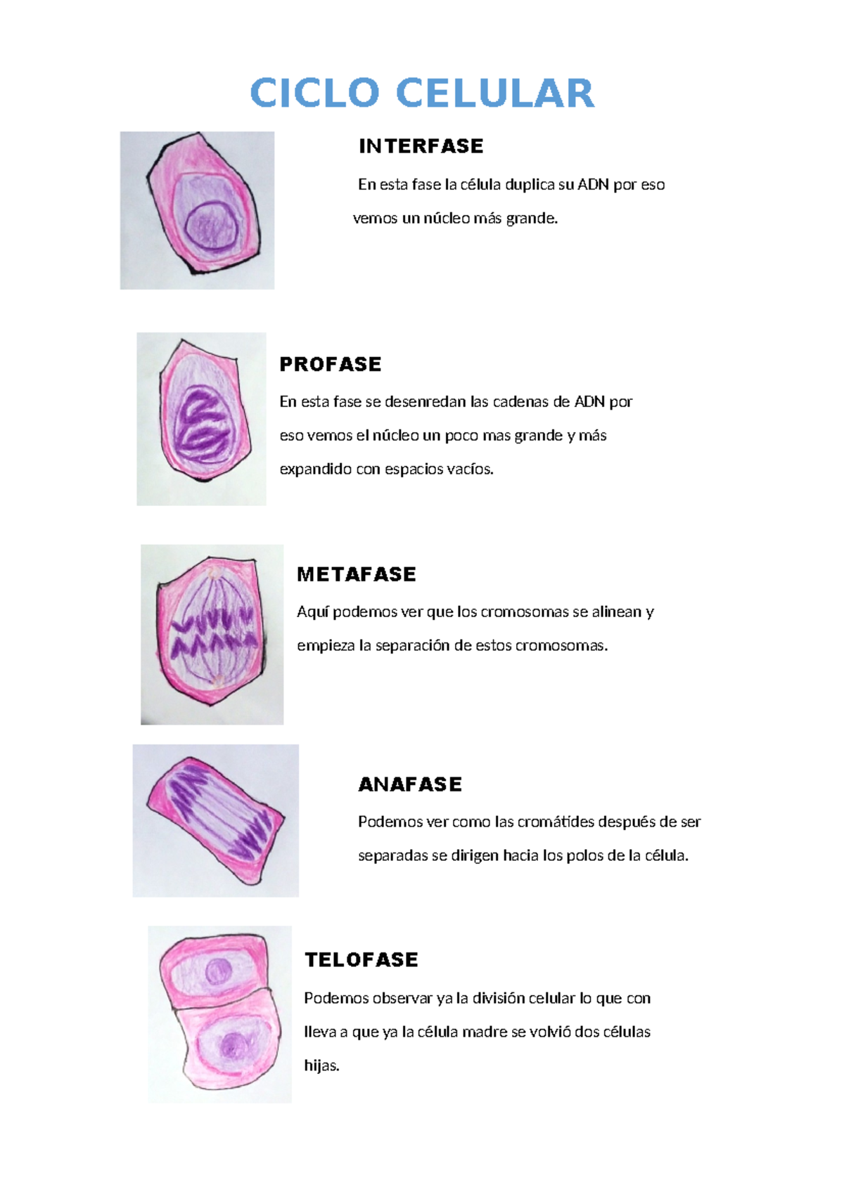 Ciclo Celular - CICLO CELULAR INTERFASE En esta fase la célula duplica su ADN por eso vemos un ...