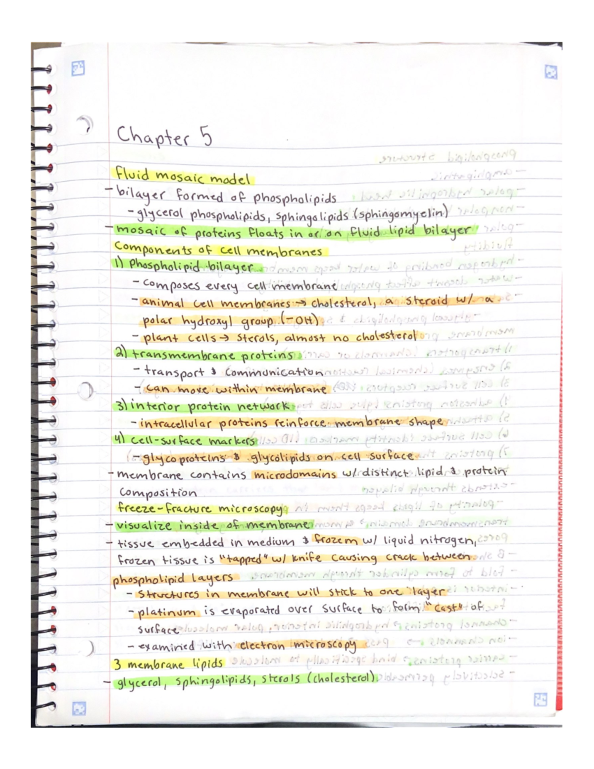 Chapter 5 Study Notes - BIO 198 - Studocu