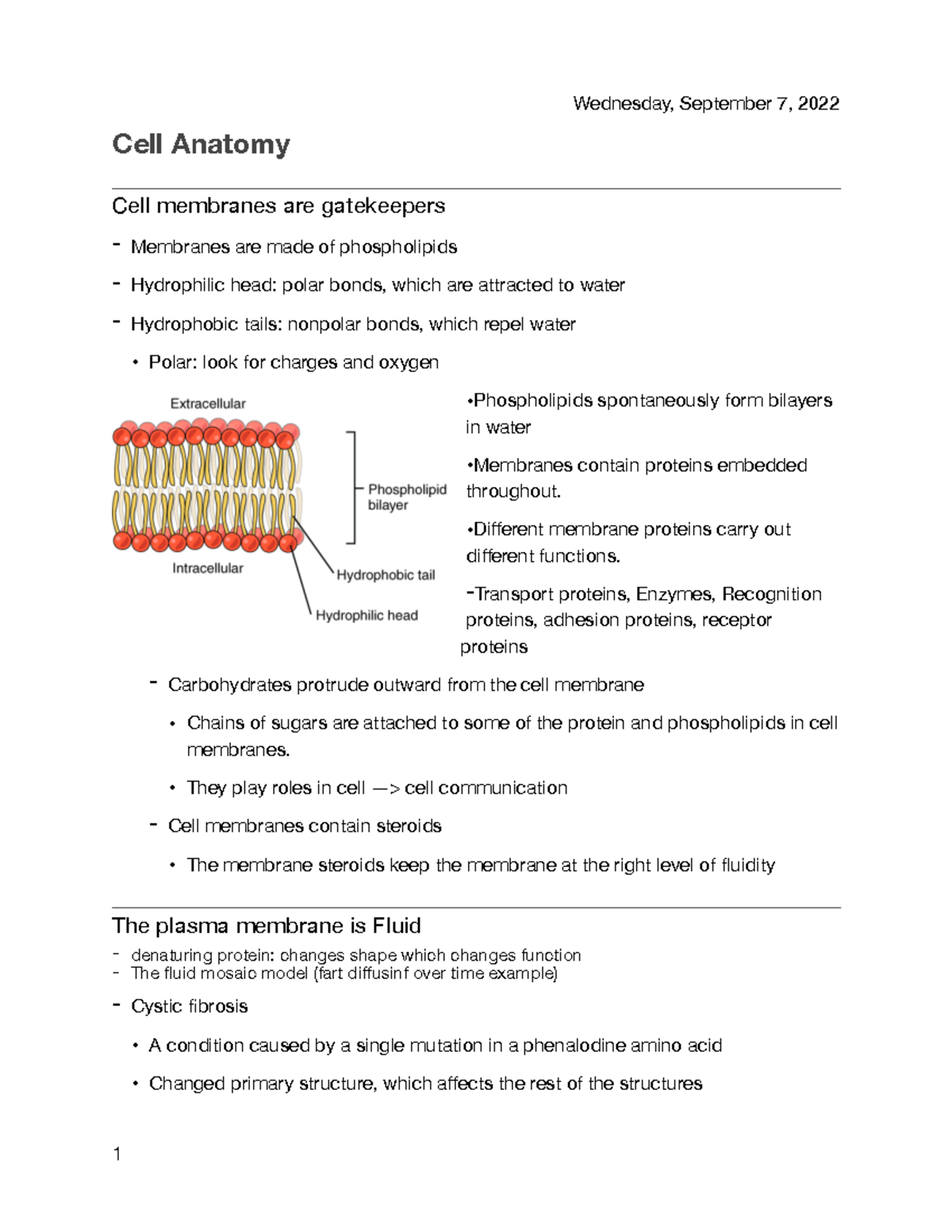 Cell molecules - Joel Bergh - Cell Anatomy Cell membranes are ...