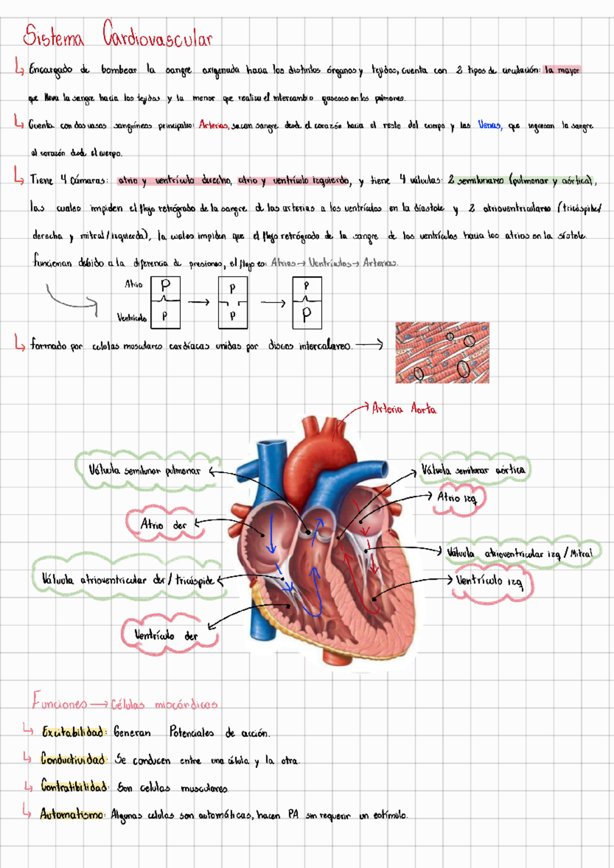 Resumen solemne II - Cardíaco - Sistema Cardiovascular Encargado de ...