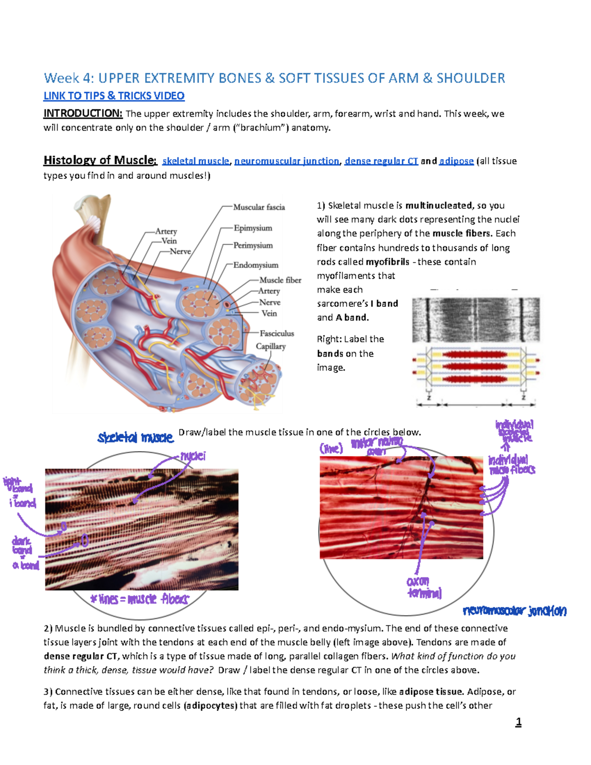 Week 4 Upper Extremity Bones & SOFT Tissues OF ARM & Shoulder - Week 4 ...