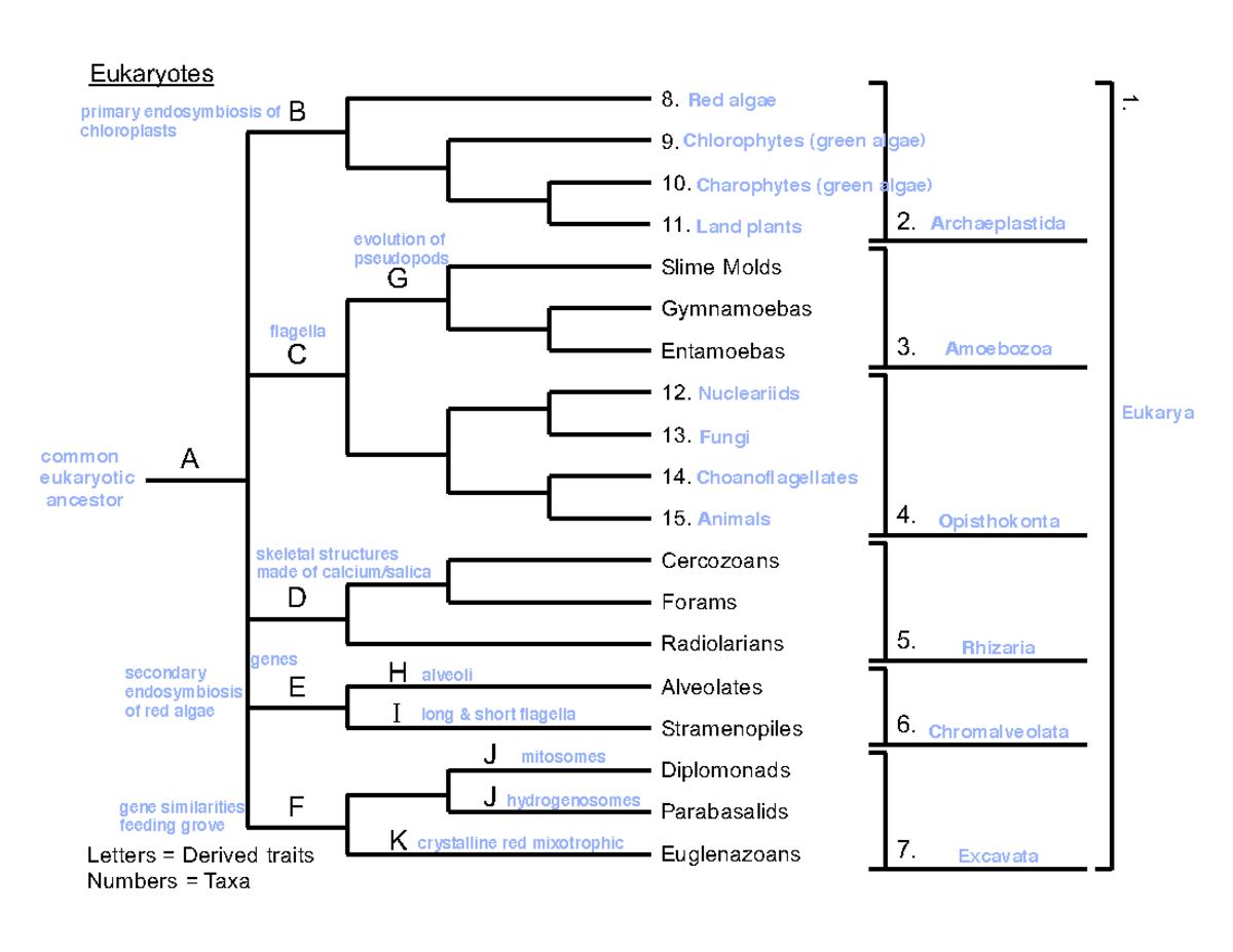 Gen Bio II: Eukaryotes Tree Chart - 01:119:116 - Diplomonads ...