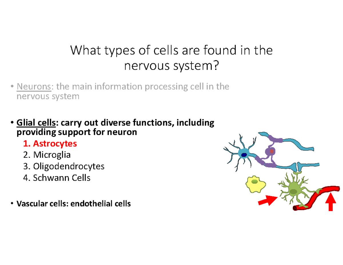 Org Of Nervous System What Types Of Cells Are Found In The Nervous System Neurons The Main org-of-nervous-system-what-types-of-cells-are-found-in-the-nervous-system-neurons-the-main