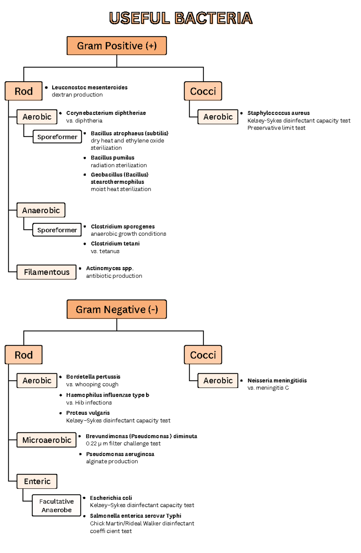 Useful and Problematic Bacteria - Gram Positive (+) Rod Cocci ...