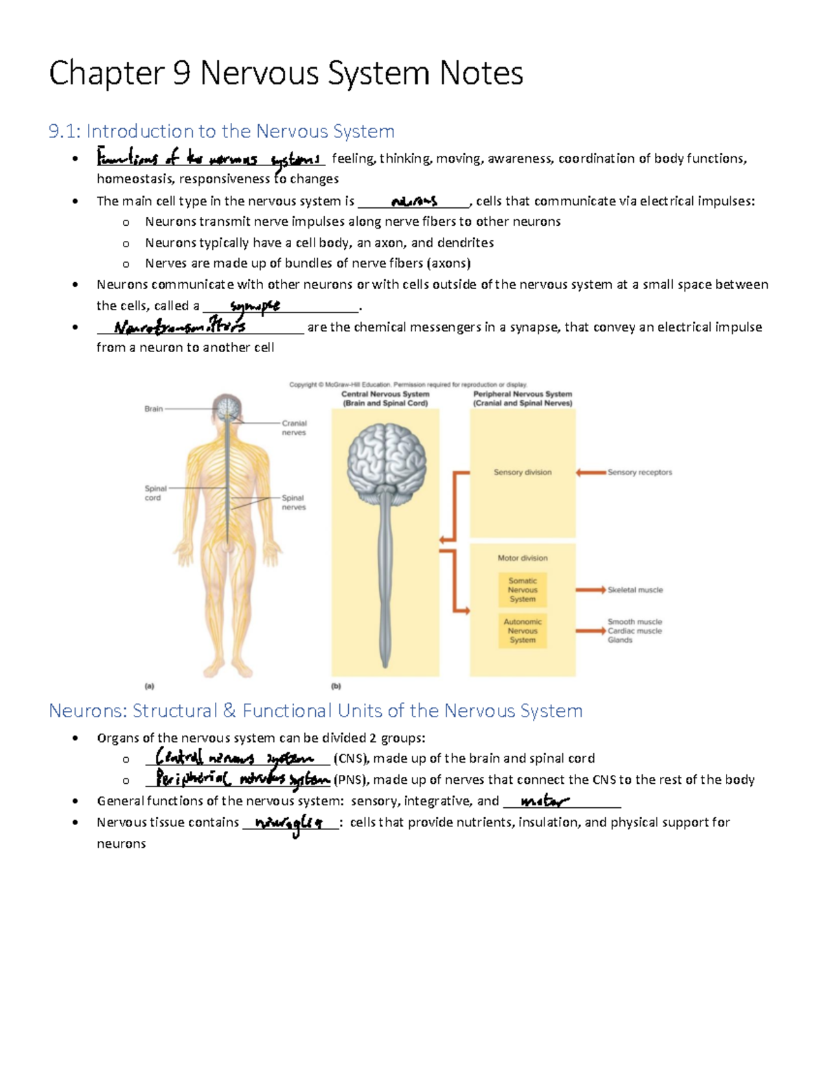 Nervous System Student Notes NEW 2324 pdf - Chapter 9 Nervous System ...