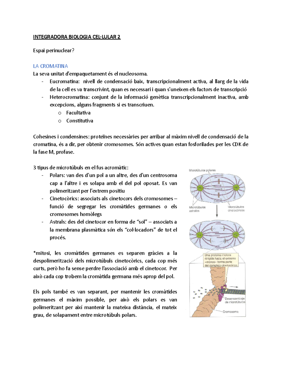 Integradora Biologia CEL 2 - INTEGRADORA BIOLOGIA CEL·LULAR 2 Espai perinuclear? LA CROMATINA La ...