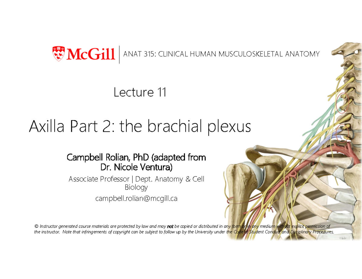 Axilla Part 2: Brachial Plexus Anatomy - Studocu