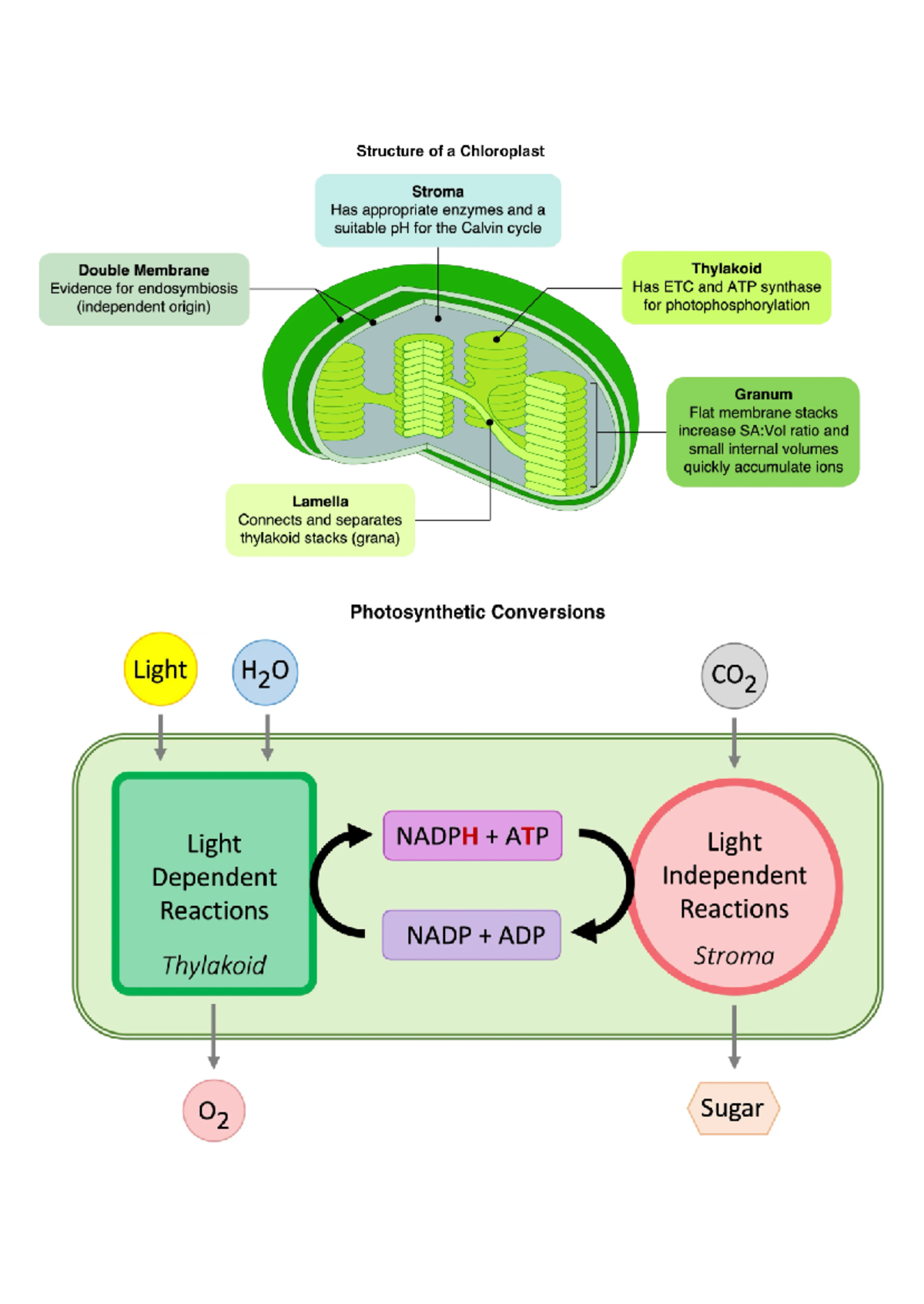Fotosintesis - fotosíntesis - Biología - Studocu