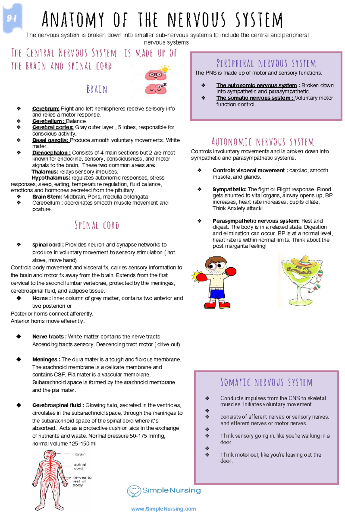 Neuro study guide course # 9 - Anatomy of the nervous system The ...