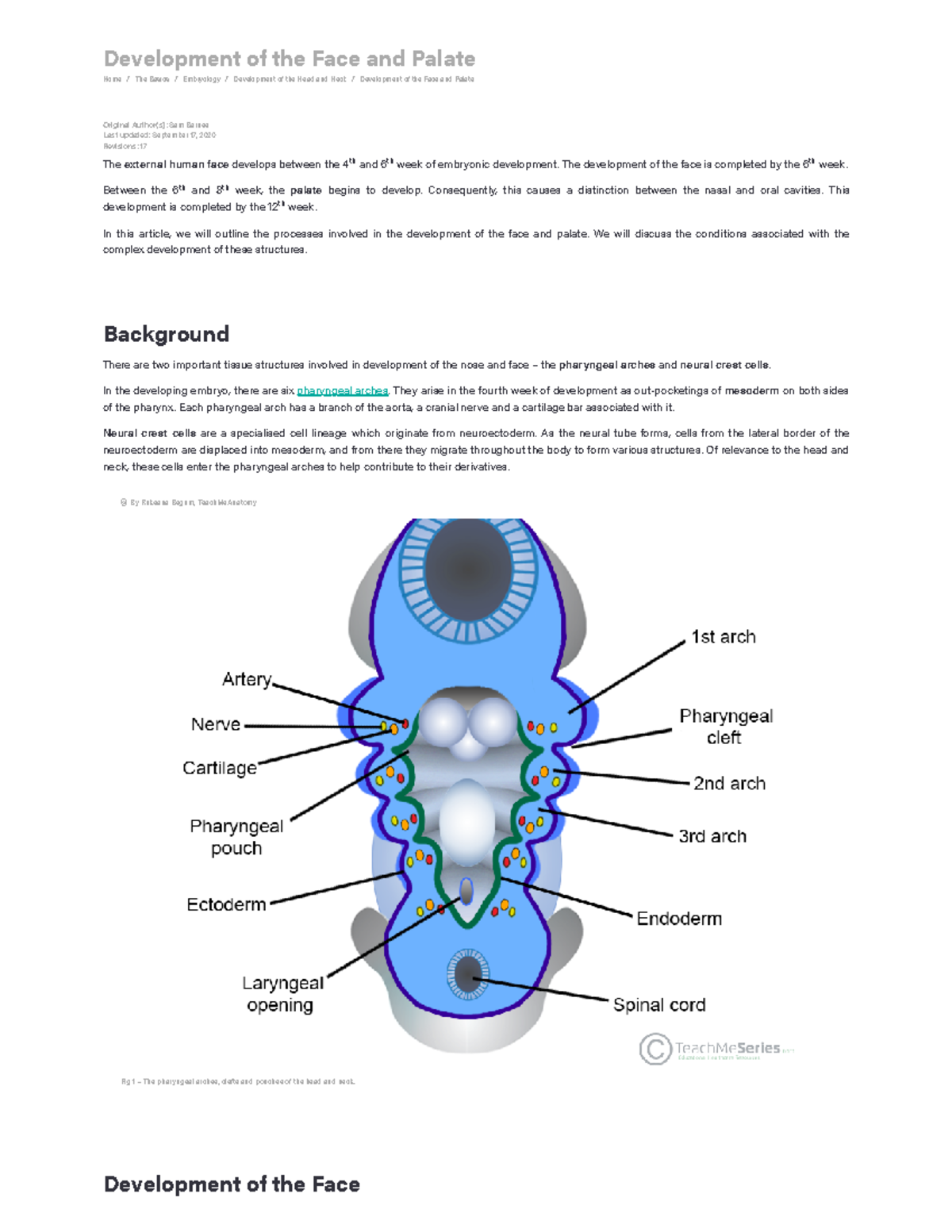 Development of the Face - Nose - Palate - Cleft Lip - Teach Me Anatomy ...