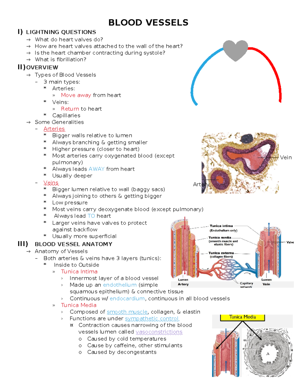 Blood vessels - Notes - BLOOD VESSELS I) LIGHTNING QUESTIONS → What do ...