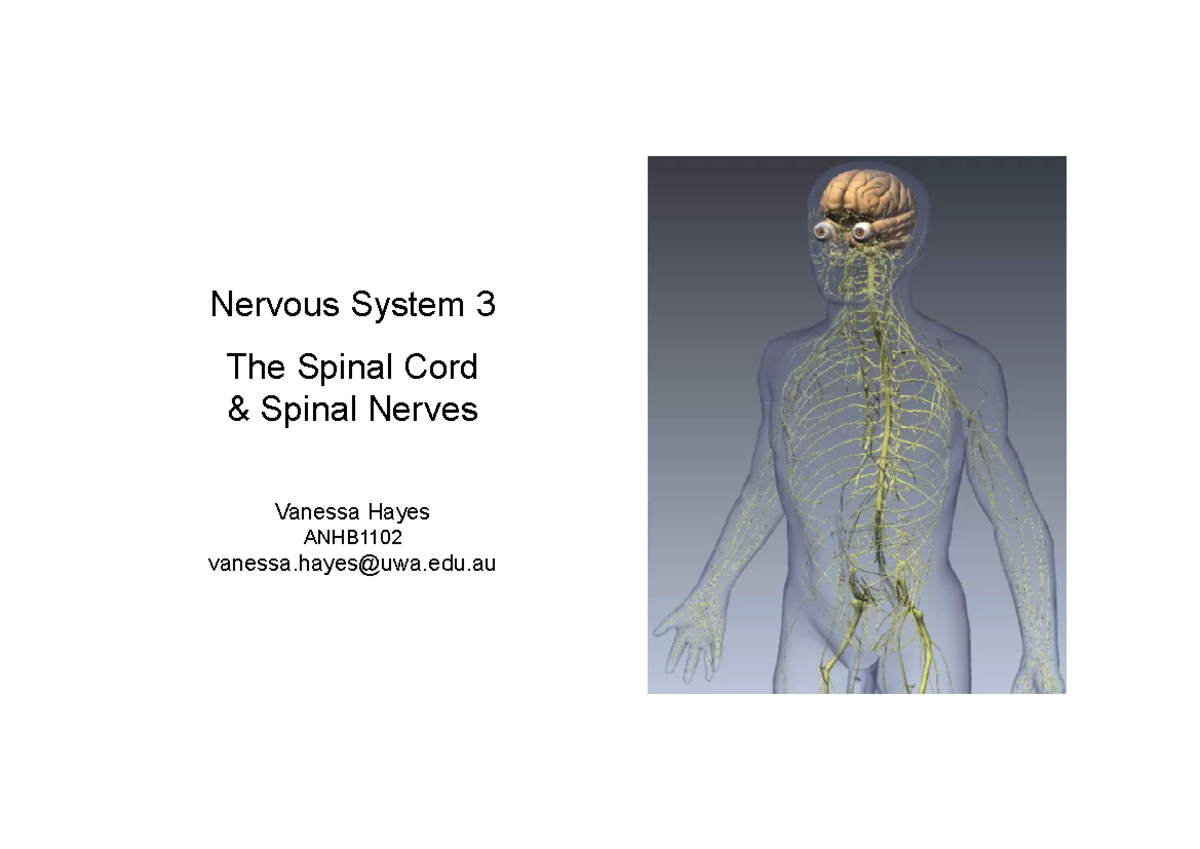 Nervous system 4 student - Nervous System 3 The Spinal Cord& Spinal ...