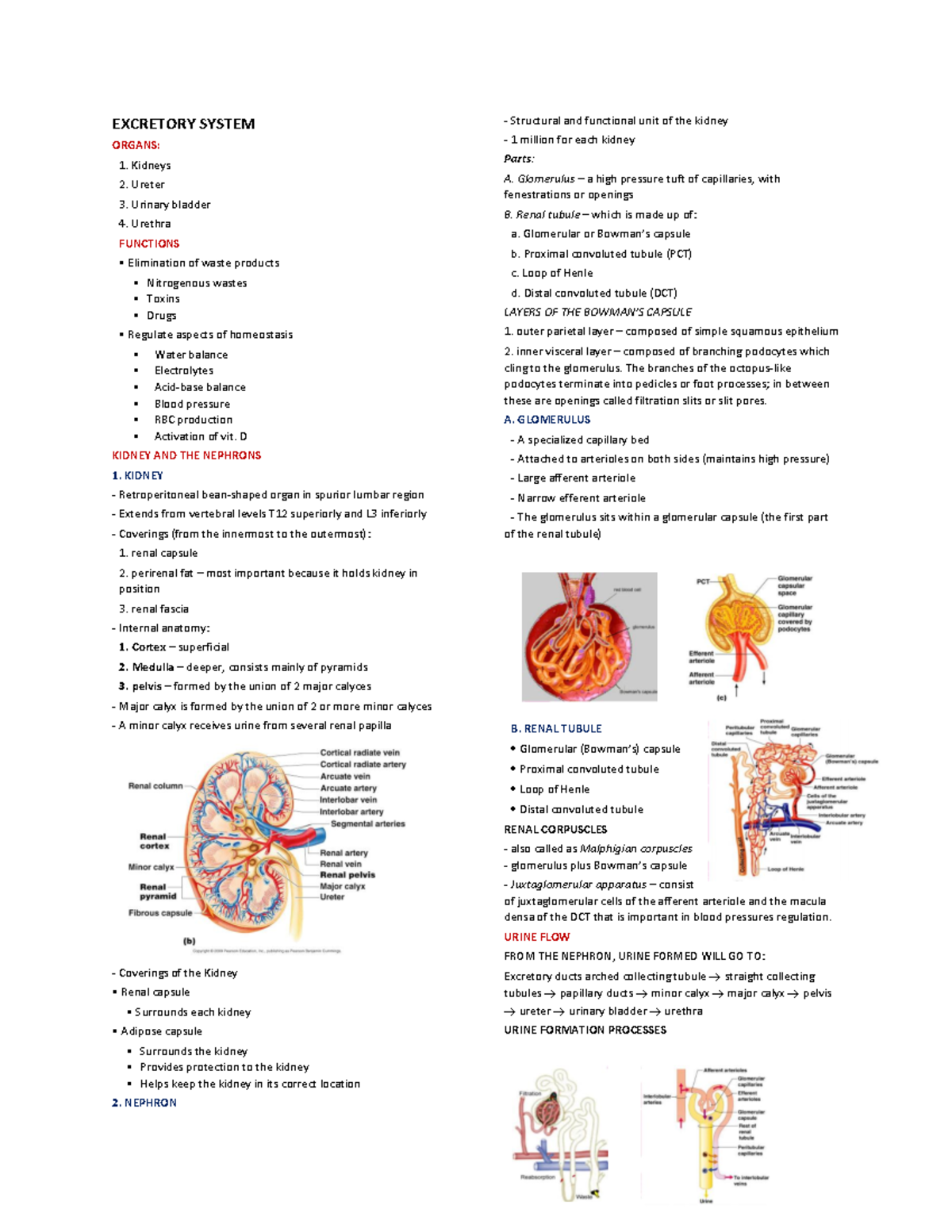 Excretory System - lecture - EXCRETORY SYSTEM ORGANS: Kidneys Ureter ...
