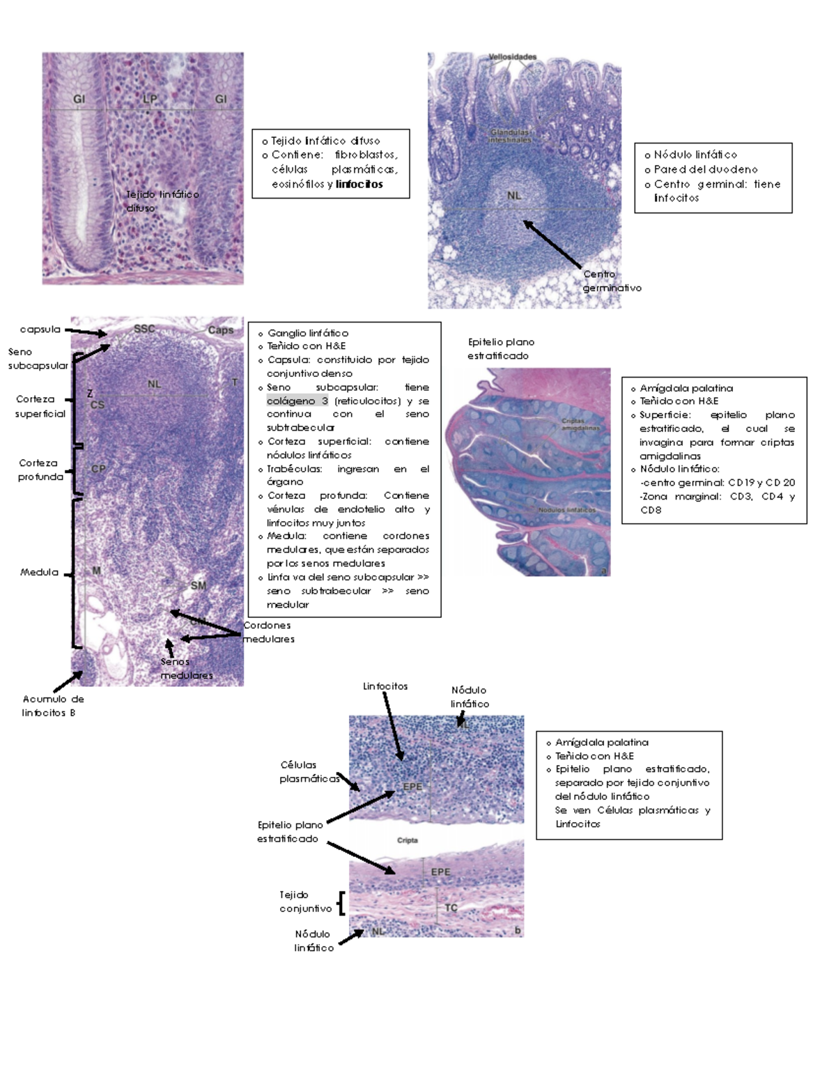 Tercer parcial histo - moleculas - o Tejido linfático difuso o Contiene: fibroblastos, células ...
