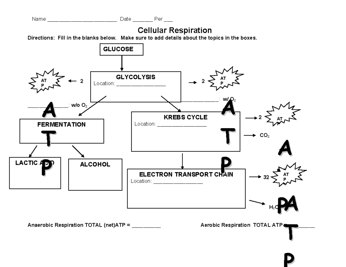 Cellular Respiration Flowchart - Name ________________________ Date ...