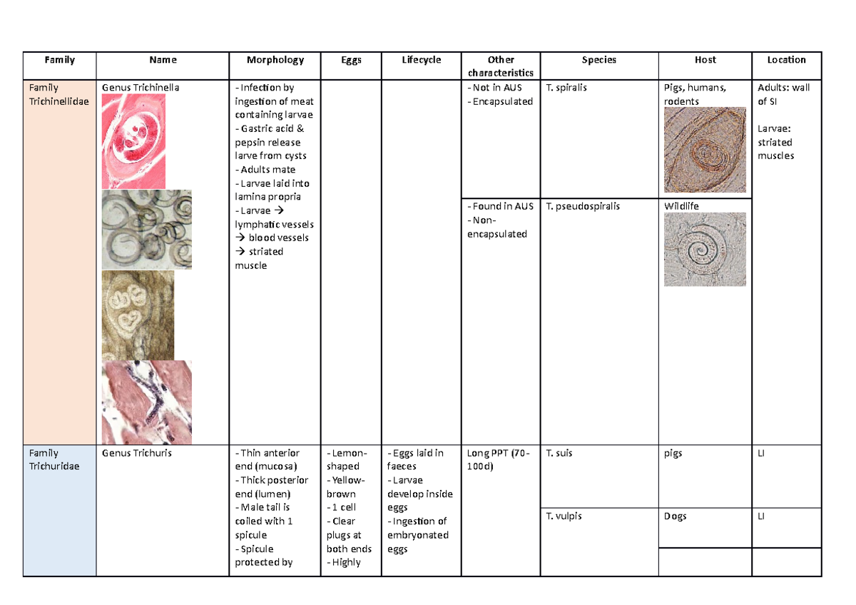 Phylum Nematoda - Order Enoplida - Family Name Morphology Eggs ...