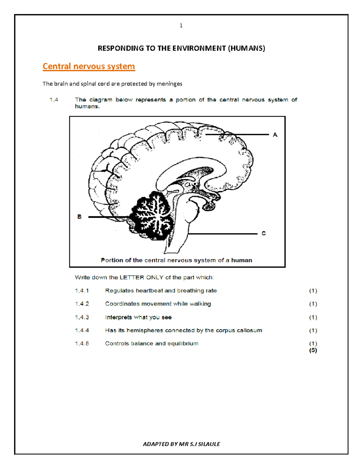 Human Response Activities-1 - RESPONDING TO THE ENVIRONMENT (HUMANS ...