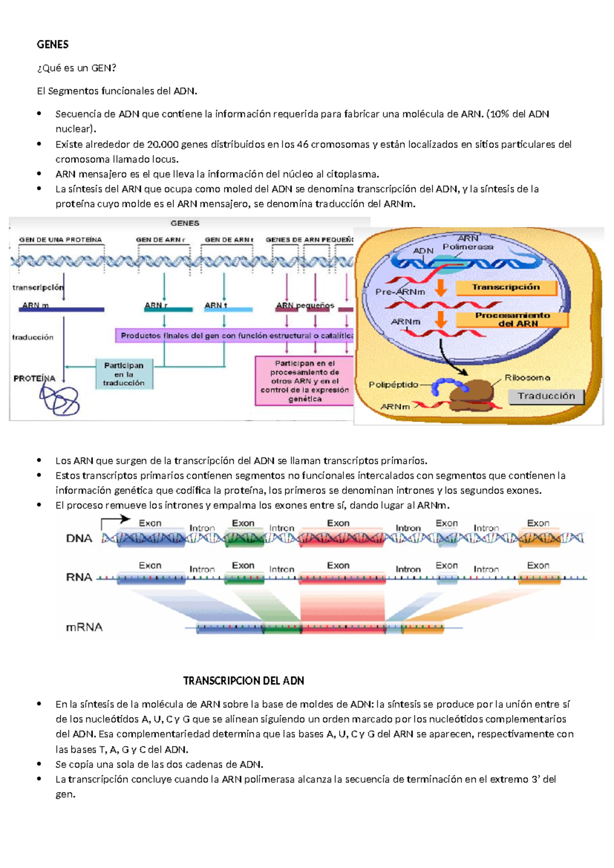 Genes - Resumen Biología General y Celular - GENES ¿Qué es un GEN? El ...