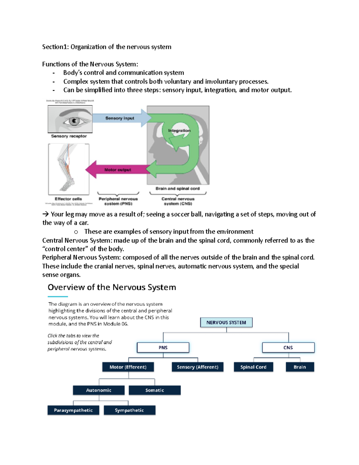 Module 5-ANAT100 - Nervous system - Section1: Organization of the ...