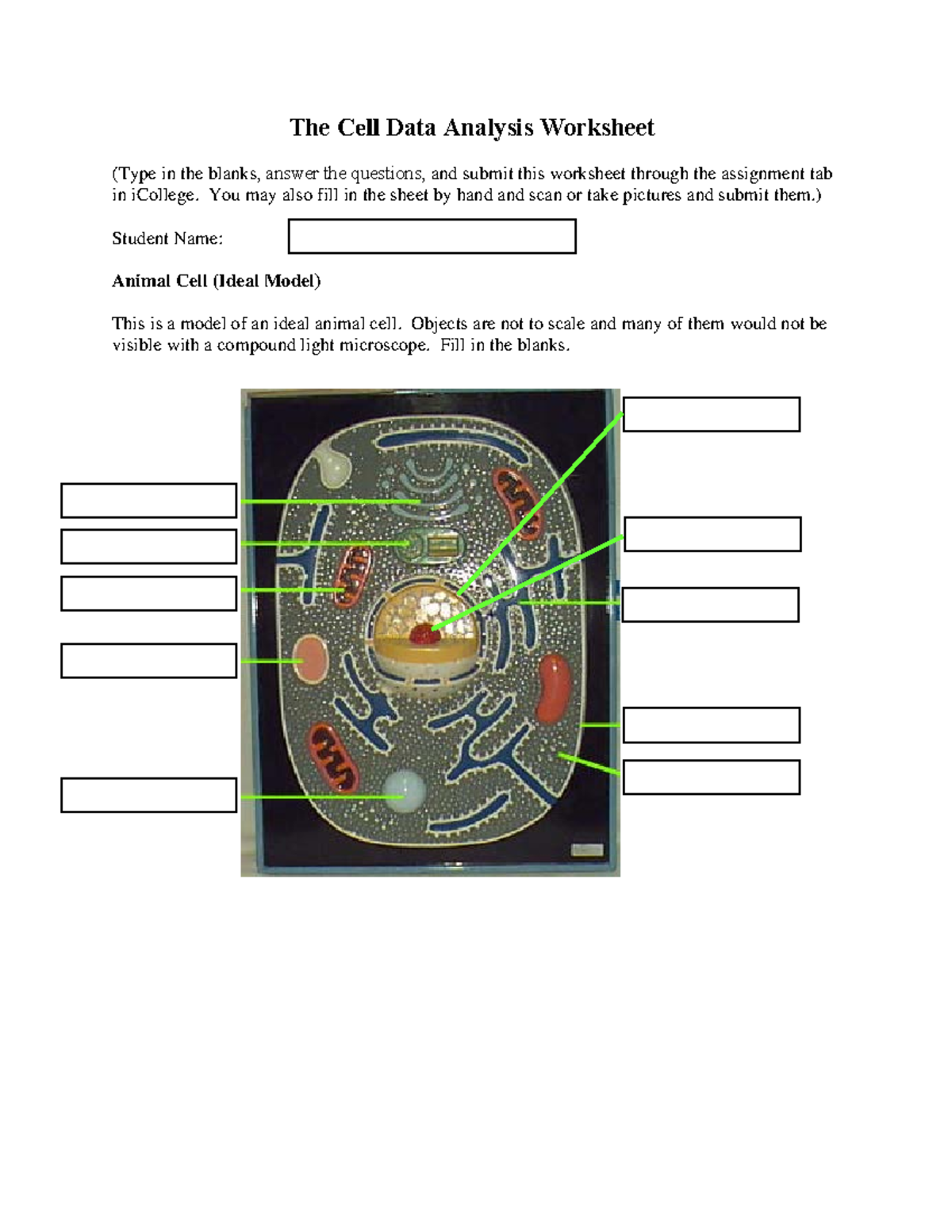 Cell Anatomy Worksheet 2107 - The Cell Data Analysis Worksheet (Type in ...