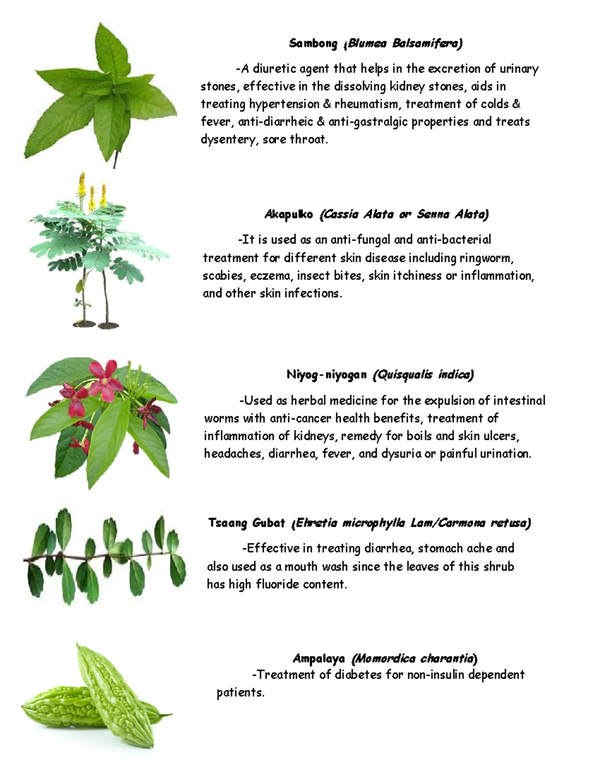 10 Herbal plant approved by DOH - Sambong (Blumea Balsamifera) -A ...