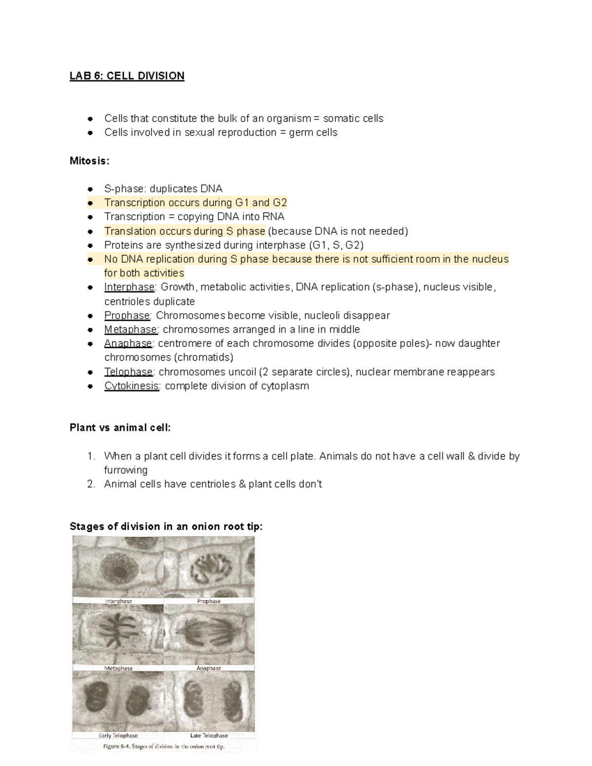 Bio lab exam - Google Docs - LAB 6: CELL DIVISION Cells that constitute ...