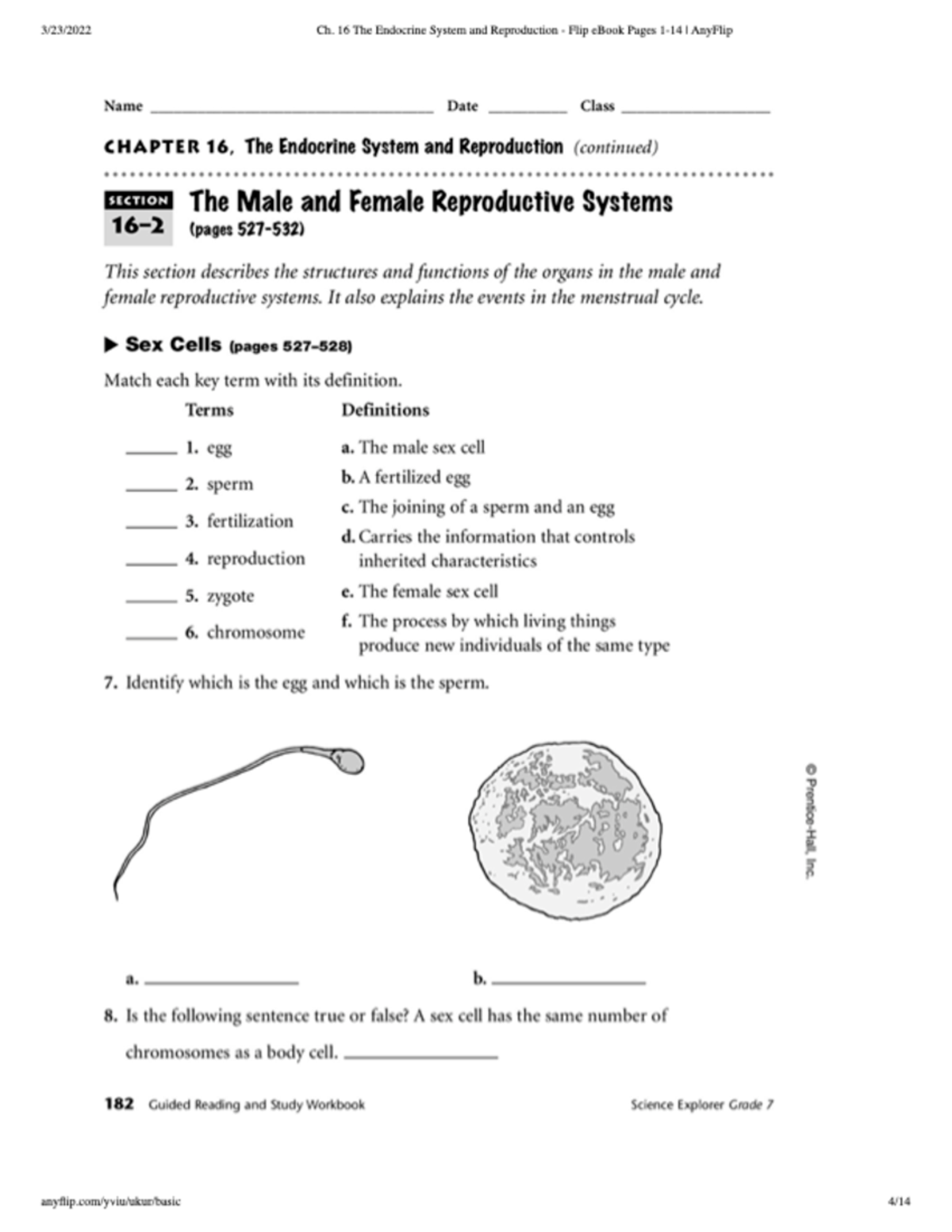 Male Reproductive System Worksheet - Anatomia - Studocu