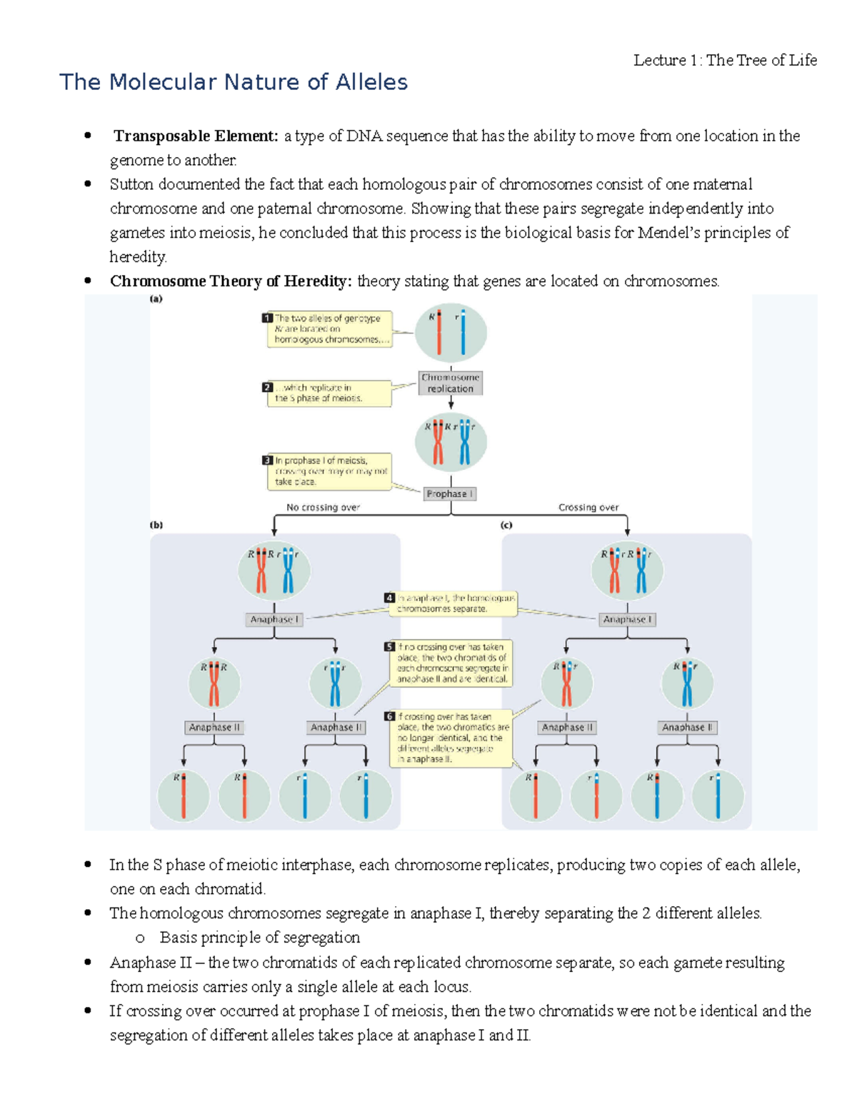 The Molecular Nature of Alleles - Lecture 1: The Tree of Life The ...