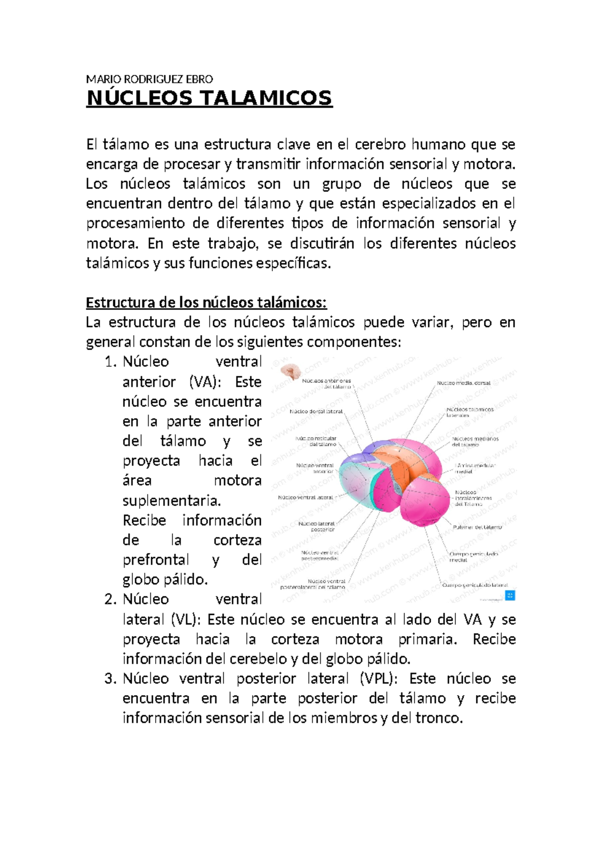 Nucleos Talamicos - MARIO RODRIGUEZ EBRO NÚCLEOS TALAMICOS El tálamo es ...