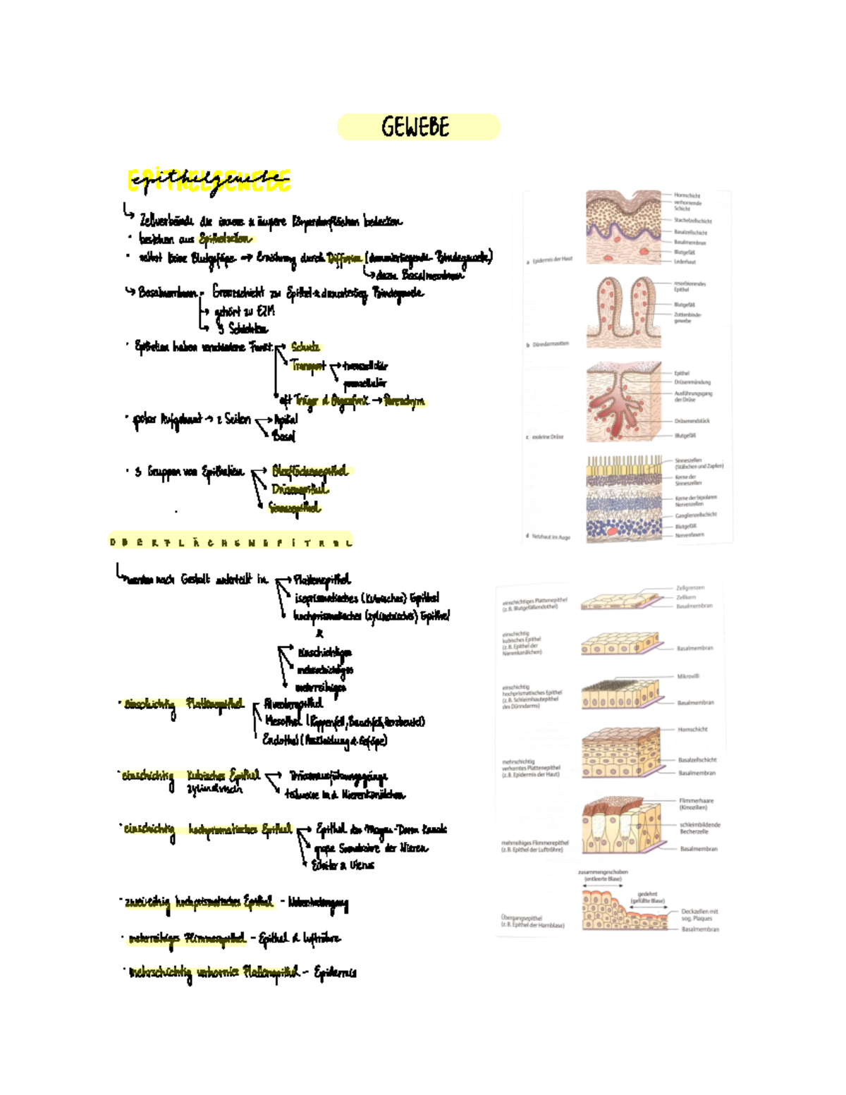Gewebe - Zusammenfassung MedAT - GEWEBE EPiTHELGEWEBEhe Zellverboinde ...