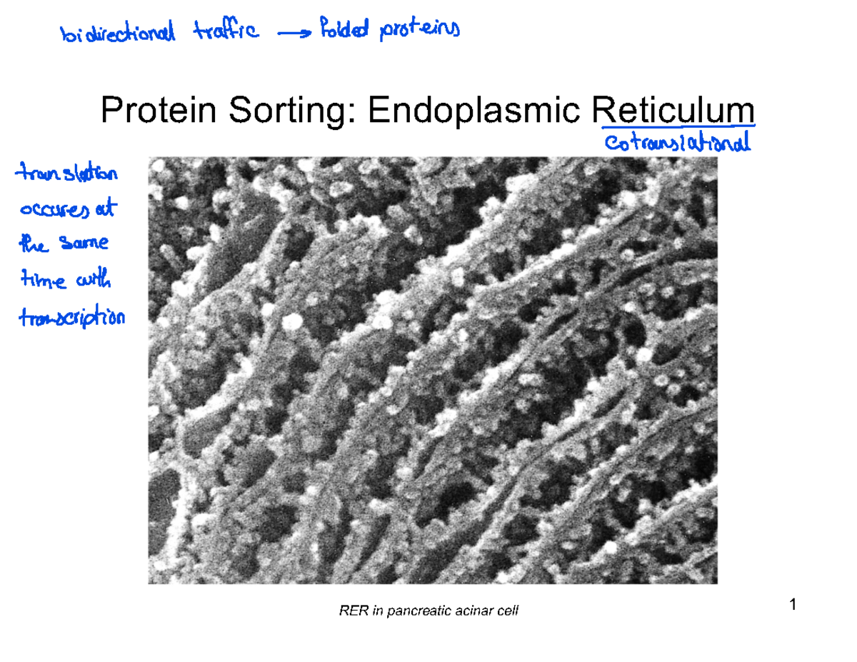 Lecture 12 Protein Sorting II 2019 - BIO3153 - uOttawa - Studocu