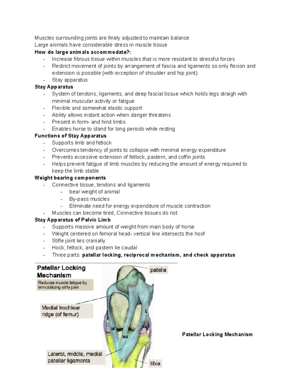 Stay Apparatus-Horse Lecture - Muscles surrounding joints are finely ...