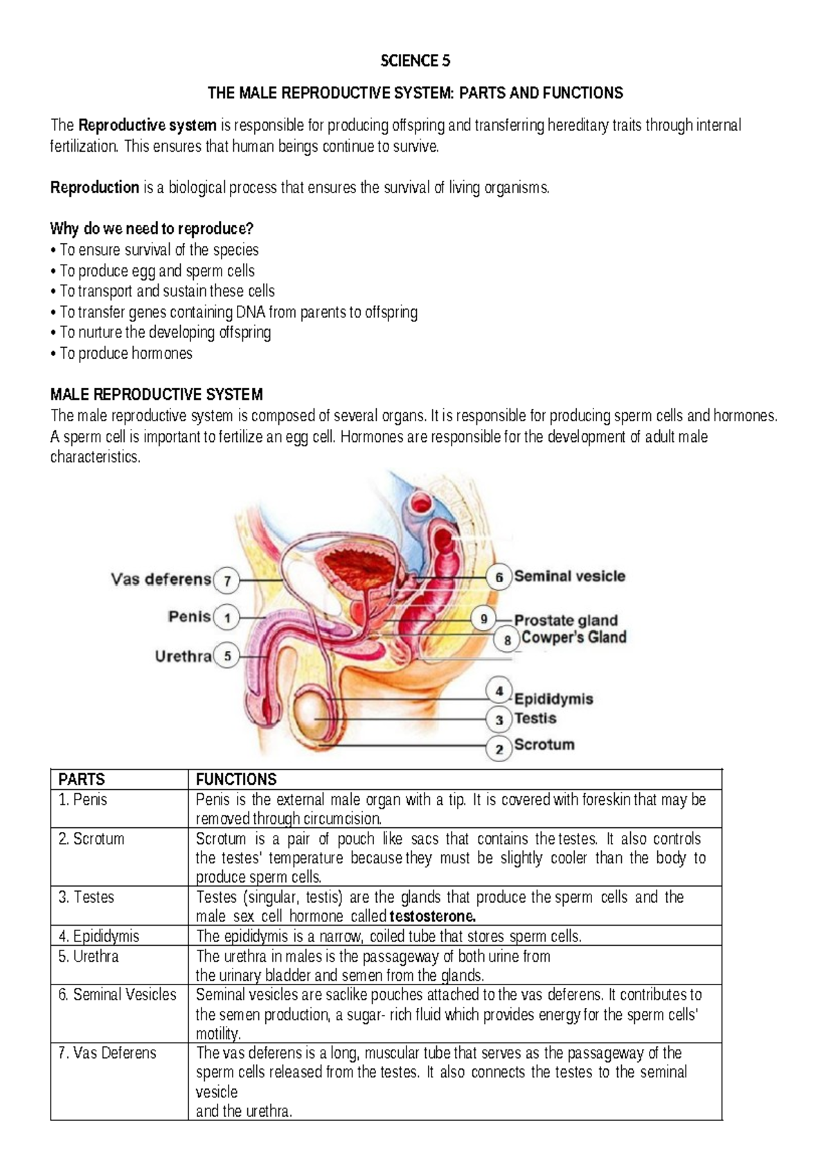 Science 5- Reproductive System - SCIENCE 5 THE MALE REPRODUCTIVE SYSTEM ...