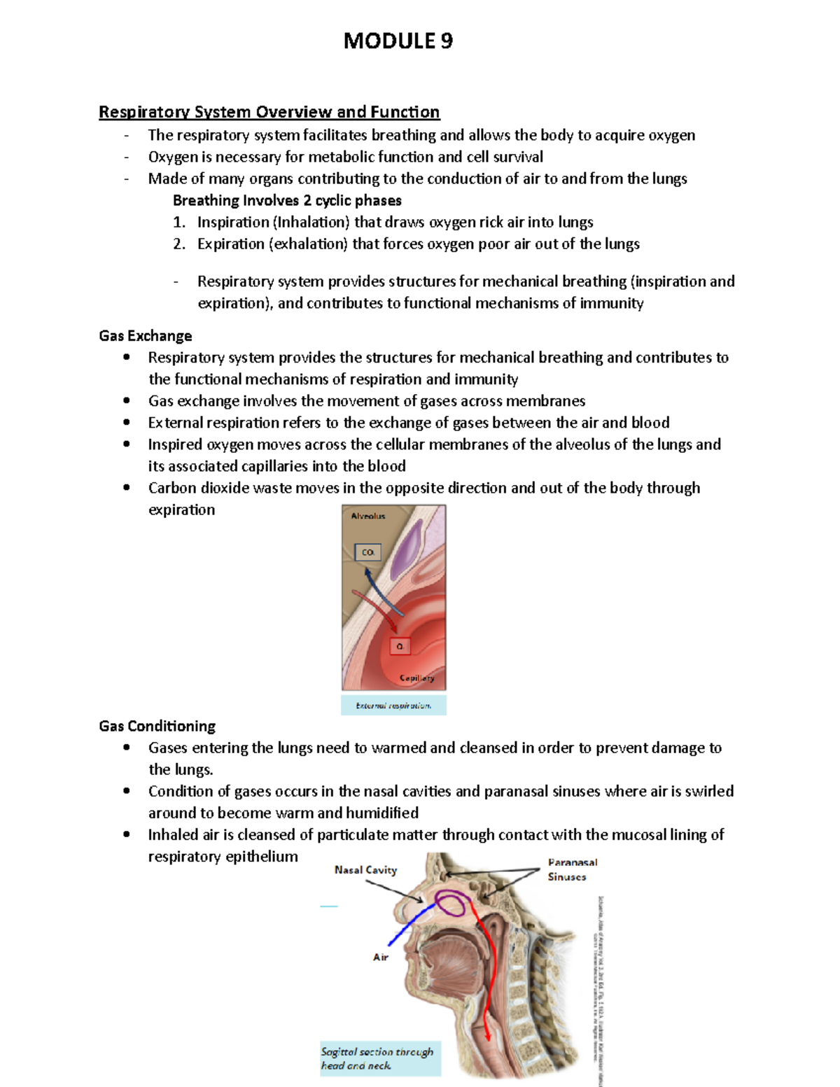Anatomy - Module 9 - Respiratory System Overview and Function The ...