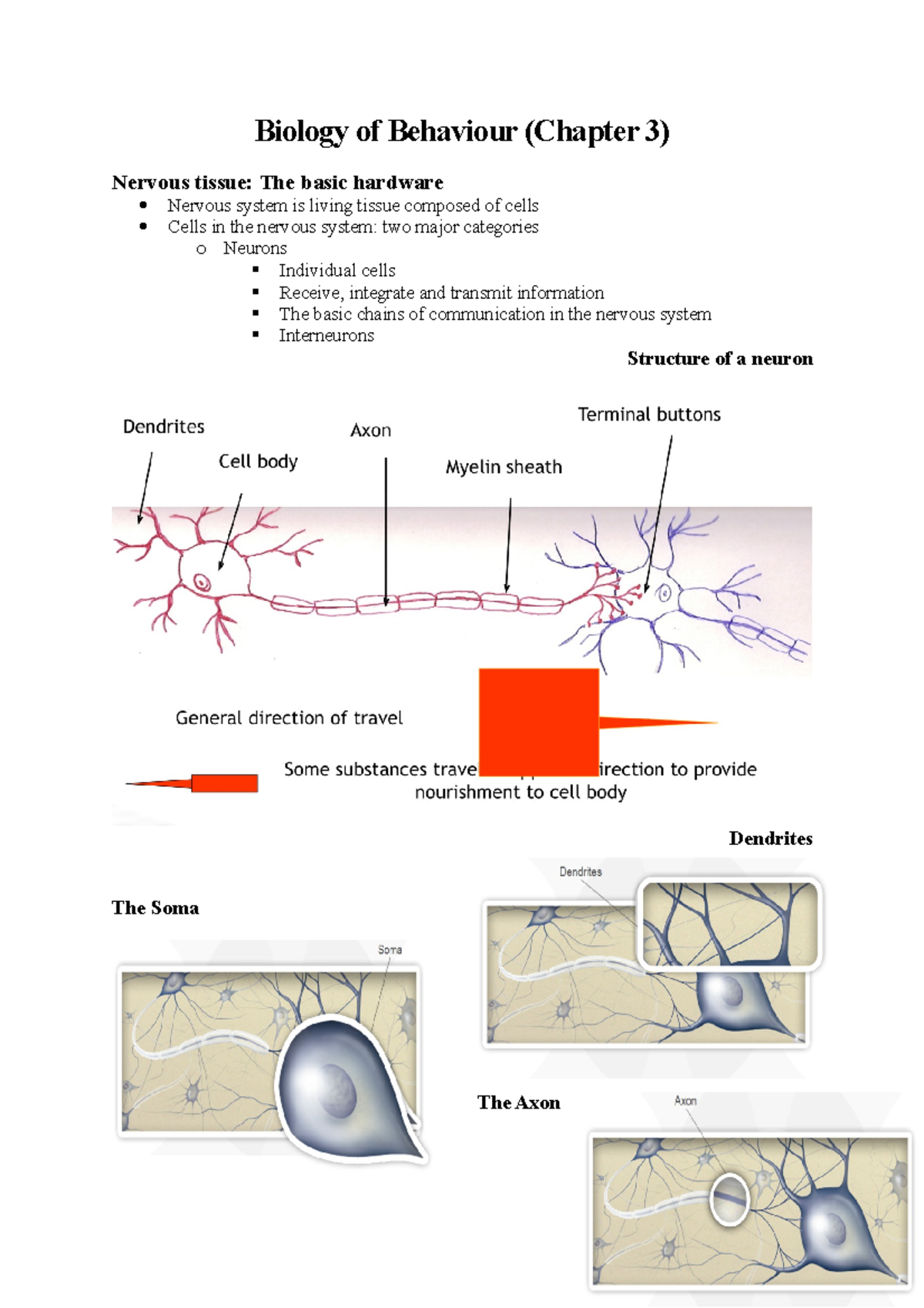Document - Biology of Behaviour (Chapter 3) Nervous tissue: The basic ...