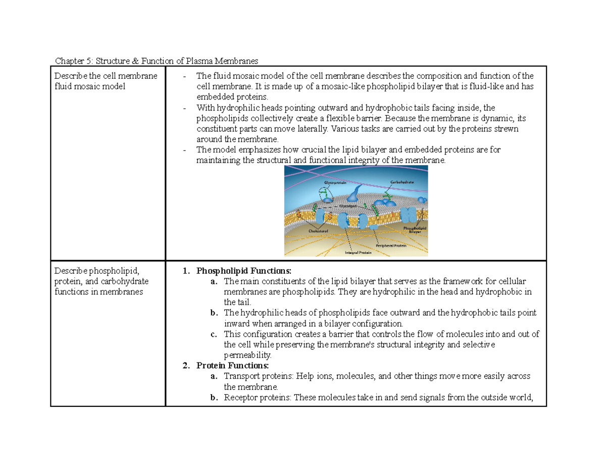 BIO SG Chapter 5 - Chapter 5: Structure & Function of Plasma Membranes Describe the cell - Studocu