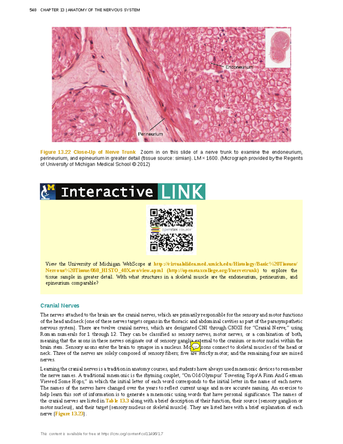 Anatomy-physiology-186 - Figure 13 Close-Up of Nerve Trunk Zoom in on ...