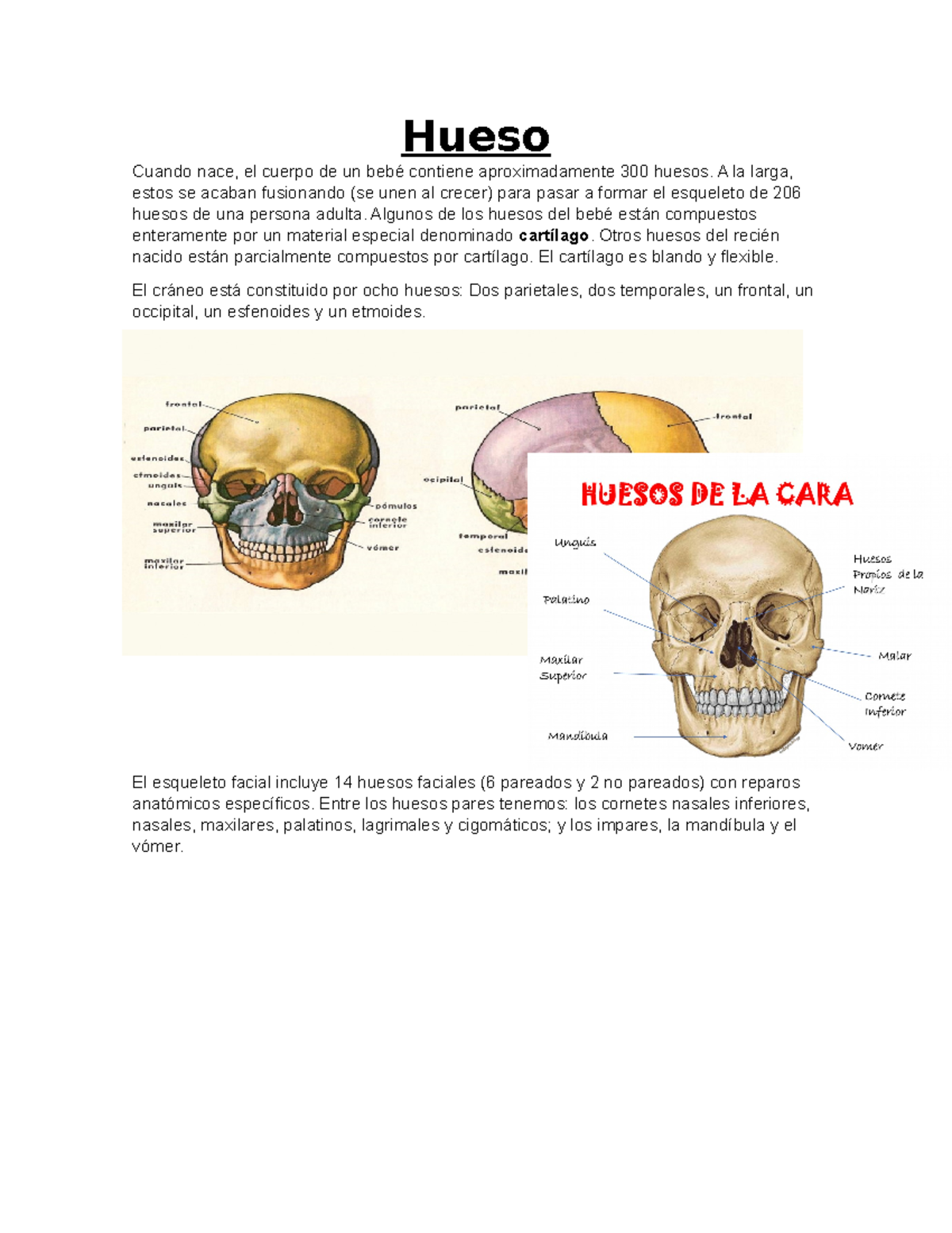 Anatomía - Apuntes - Hueso Cuando nace, el cuerpo de un bebé contiene ...